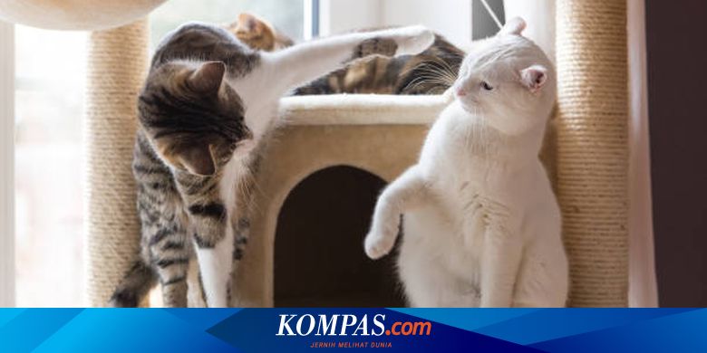4 Tips Mengenalkan Kucing ke Teman Baru agar Tidak Bertengkar