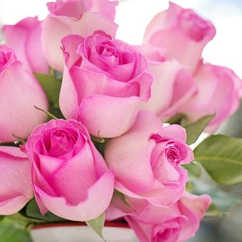 Cara Menanam Bunga Mawar dari Buket