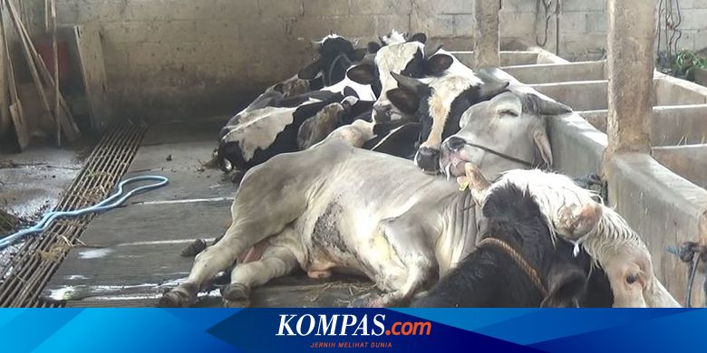 Pedagang Sapi di Semarang Lemas, Harga Sapi Terjun Bebas karena PMK