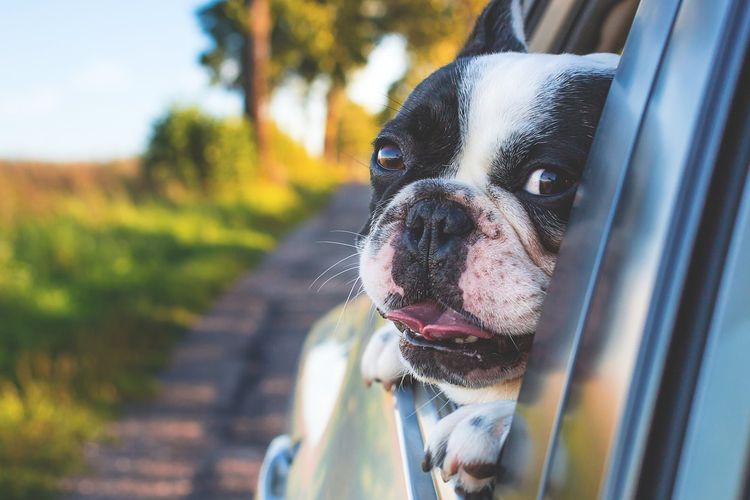 Bolehkah Meninggalkan Anjing di Mobil dengan Jendela Sedikit Terbuka ...