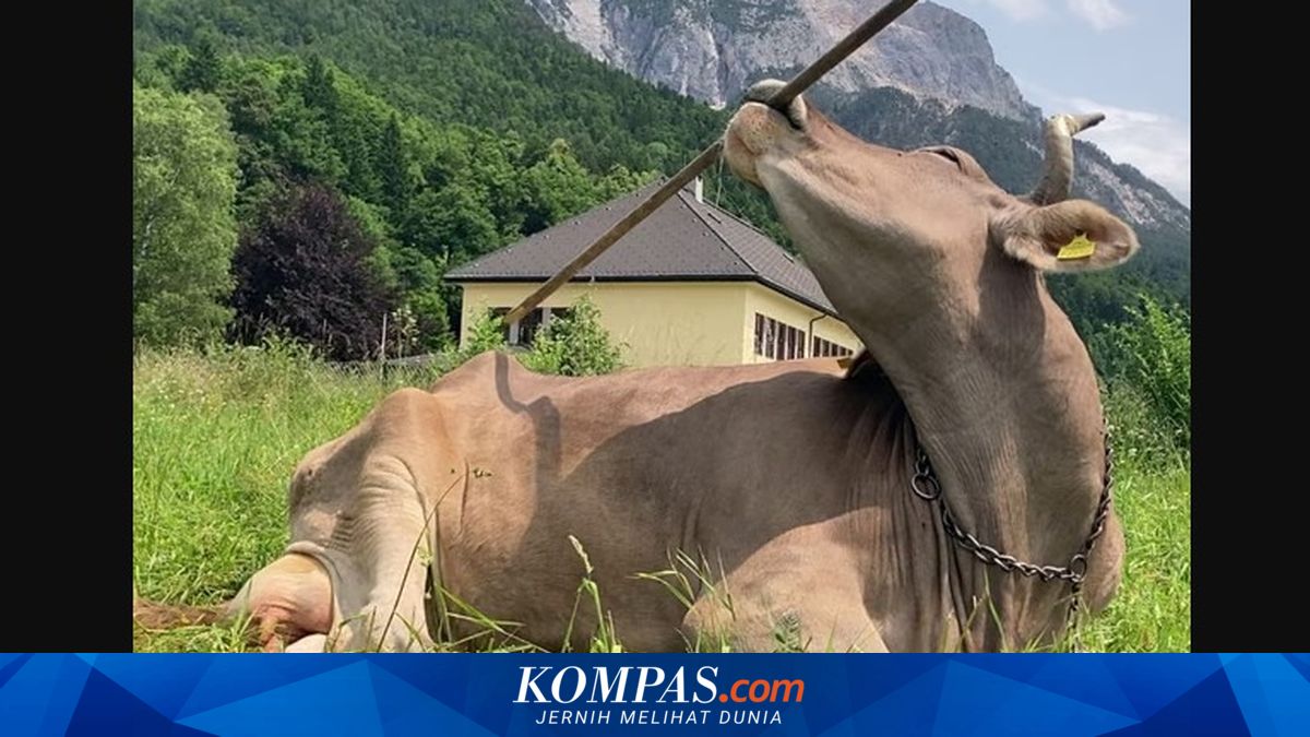 Viral Sapi Bisa Pakai Sapu untuk Garuk Punggung, Ilmuwan Sampai Geleng ...