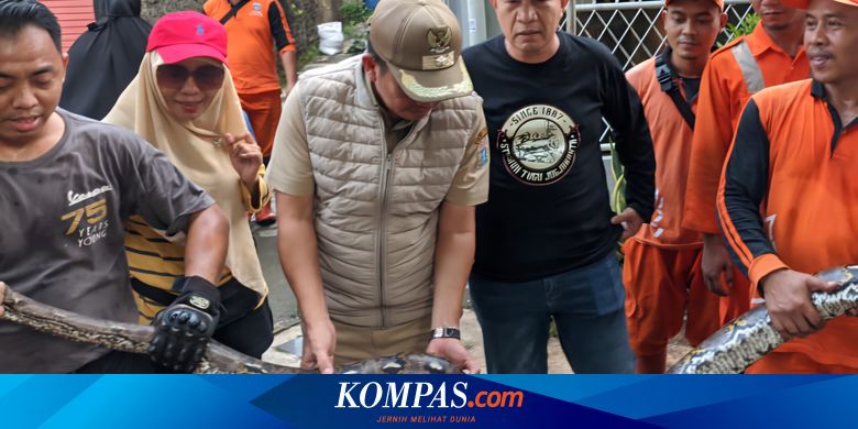 Warga Cilandak Tangkap Ular Sanca 4,5 Meter yang Bersembunyi di Saluran Air