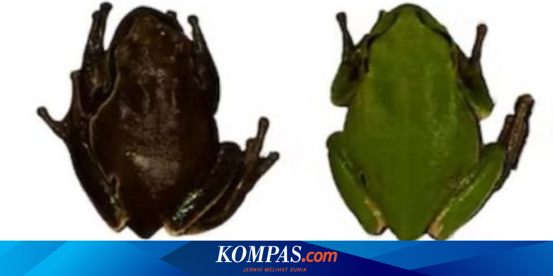Frogs in Chernobyl Change Color to Dark, Scientists Reveal the Cause ...