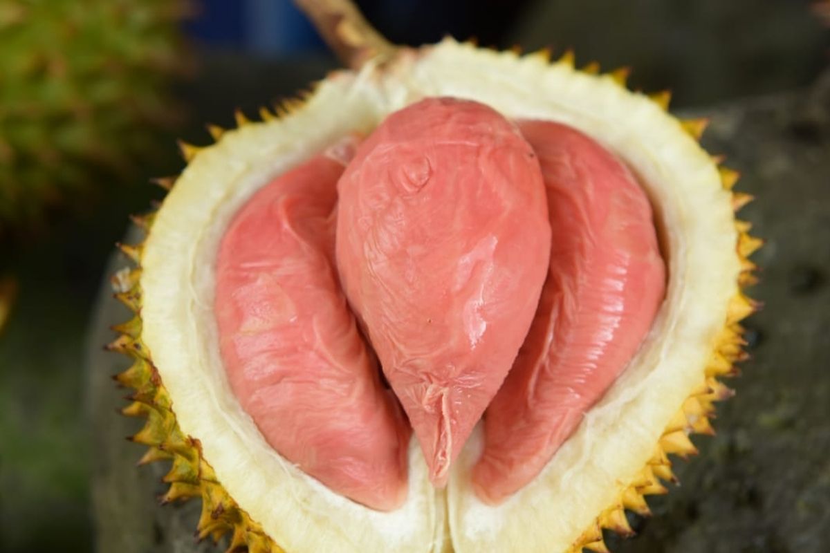 Sensasi Langka Durian Merah Banyuwangi Bisa Dinikmati Mulai Bulan Ini
