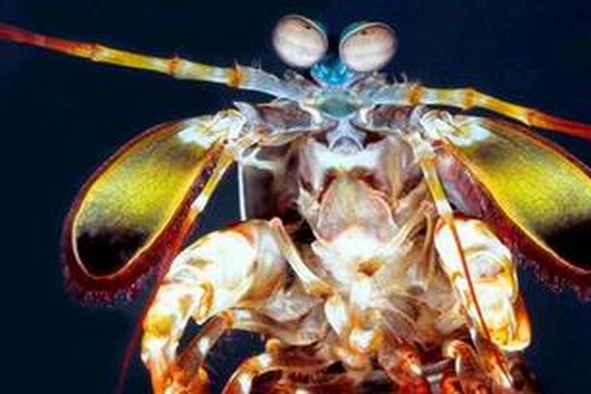 Udang Mantis Jadi Inspirasi Teknologi 3D