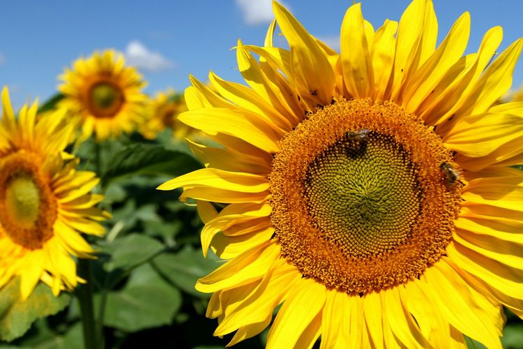 Berapa Lama Bunga Matahari Akan Tumbuh? Ini Kata Ahli Hortikultura