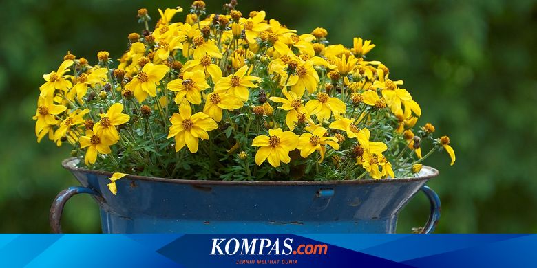 12 Bunga yang Mirip Bunga Matahari, Tidak Kalah Cantik dan Menarik