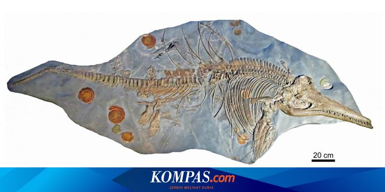 Fosil "Naga Laut" Ditemukan di Antara Koleksi Museum Jerman