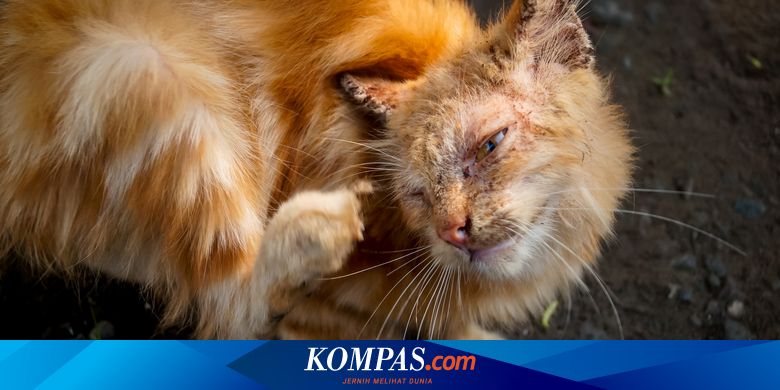 Kenali, Ini Gejala Scabies pada Kucing yang Tidak Boleh Disepelekan