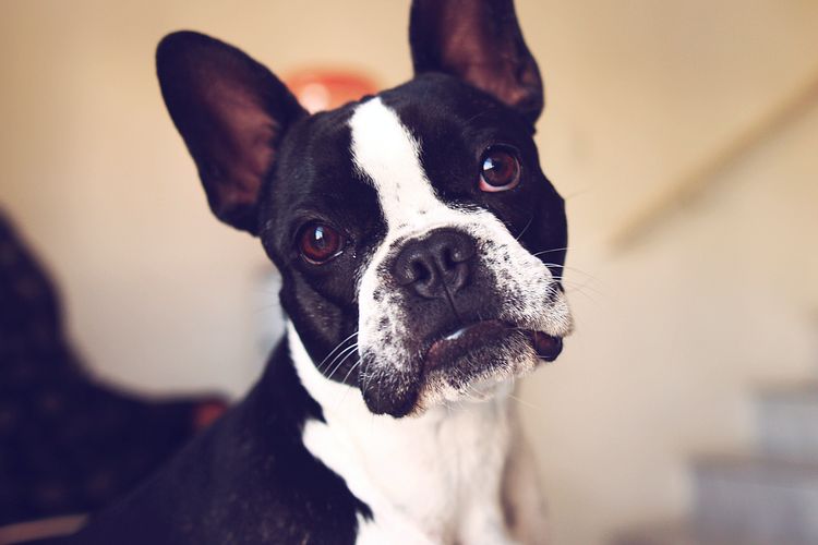 8 Fakta Menarik Anjing Boston Terrier yang Kerap Disebut Mirip Bulldog