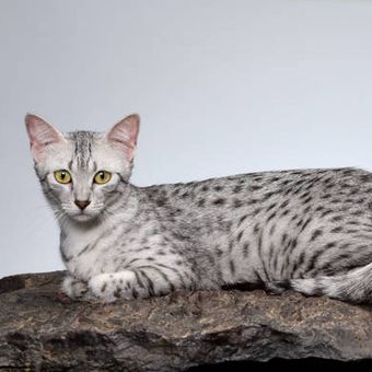 5 Ras Kucing Asal Mesir yang Mendunia dan Punya Harga Mahal