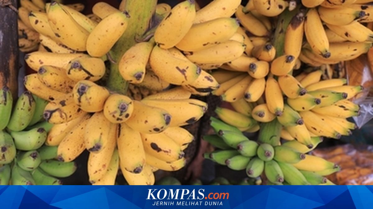Kisah Pisang Mas Kirana Lumajang, dari Meja Istana SBY hingga Jadi ...