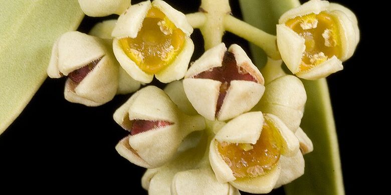 Flora Endemik Bali dan Nusa Tenggara: Majegau, Bambu Alas, hingga Cendana