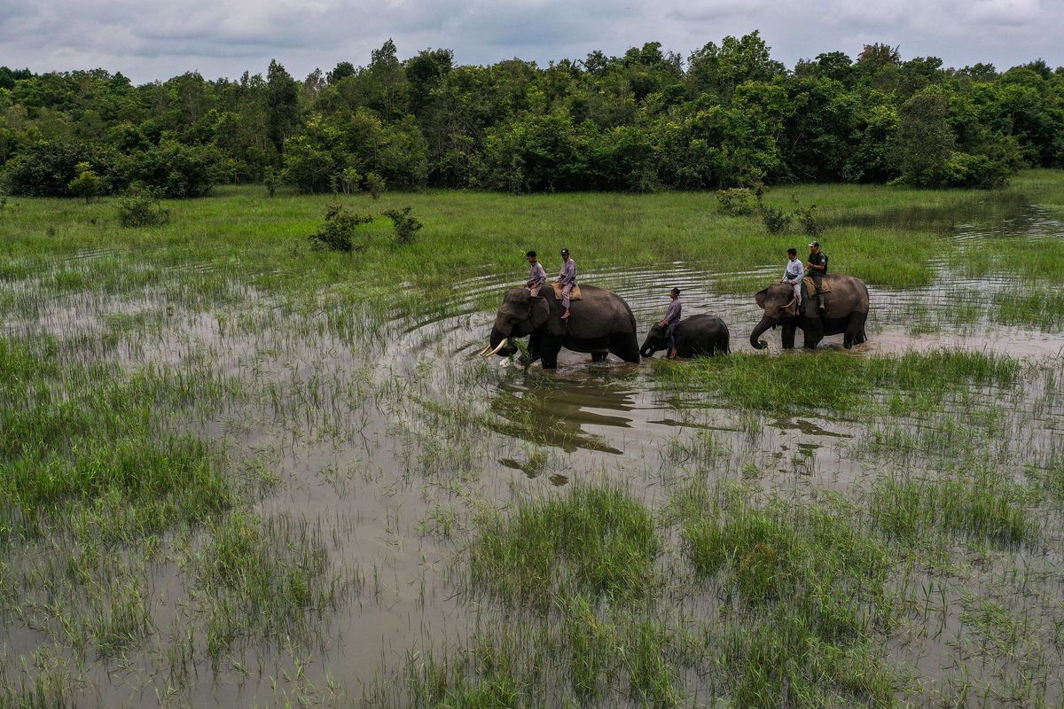 Pelestarian Ex Situ dan In Situ Serta Contoh-Contohnya