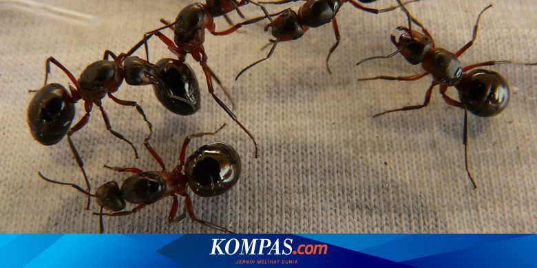 7 Jenis Semut Paling Mematikan di Dunia