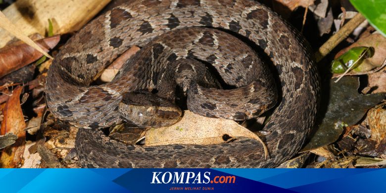 Berita Harian Ular-beludak Terbaru Hari Ini - Kompas.com