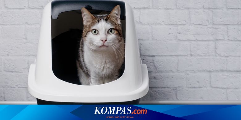 4 Penyebab Kucing Kencing Sembarangan di Rumah dan Cara Mengatasinya