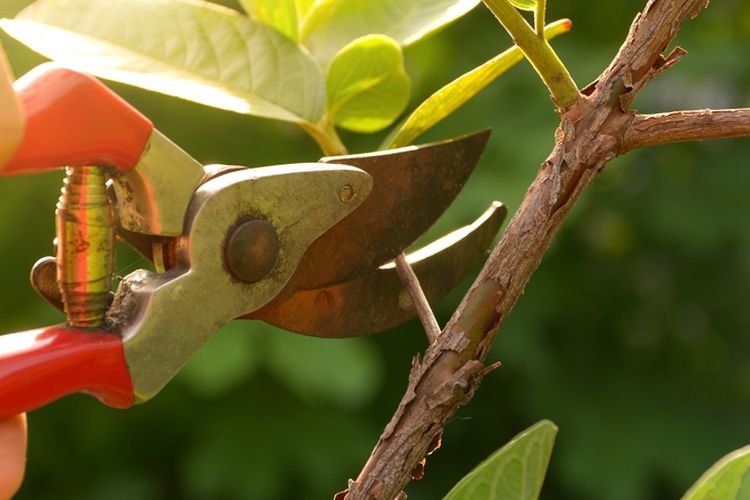 5 Kesalahan Memangkas Tanaman yang Dapat Merusak