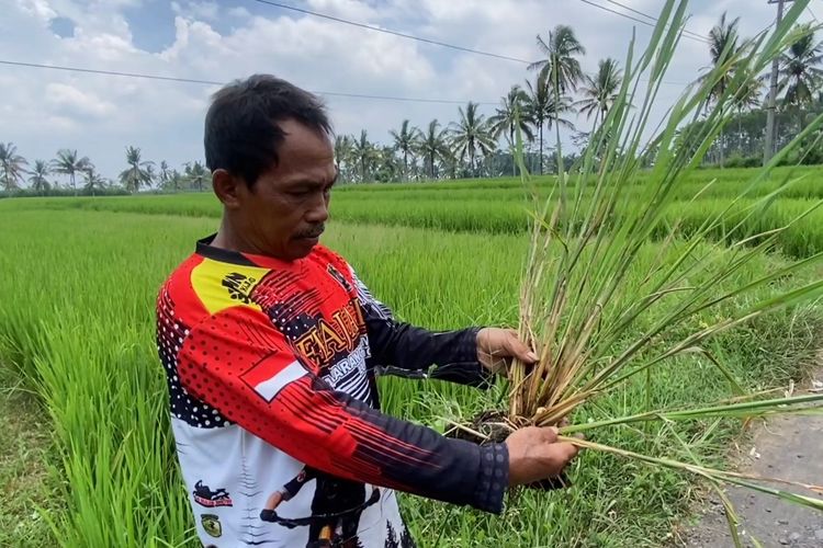 Cerita Petani di Lumajang, Dua Kali Gagal Panen akibat Serangan Hama
