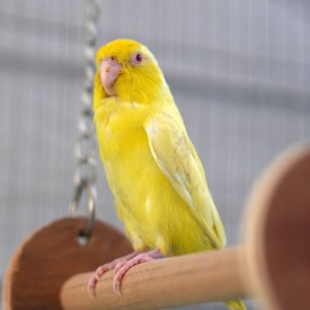 5 Burung Berwarna Kuning yang Dapat Dipelihara di Rumah