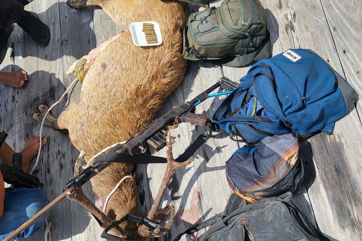 Tangkap 3 Pemburu Liar di Pulau Komodo, Polisi Amankan Seekor Rusa Mati ...