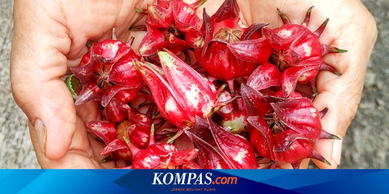 5 Manfaat Bunga Rosella, Termasuk Turunkan Tekanan Darah Tinggi