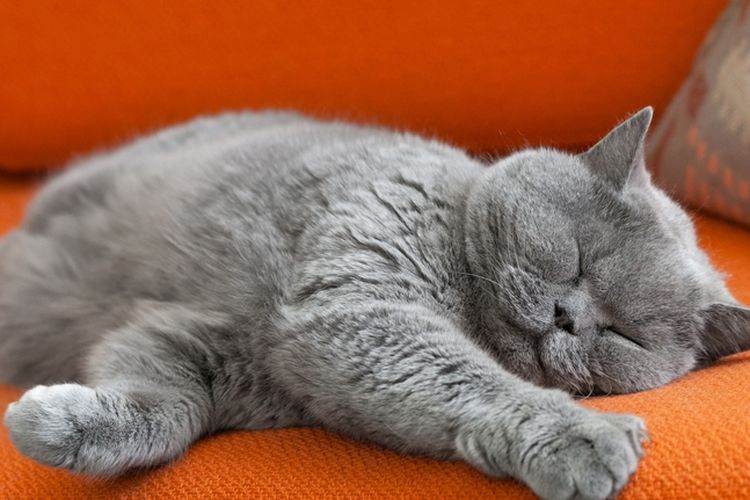 Tips Memilih Tempat Tidur Kucing yang Nyaman