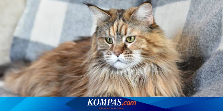 6 Masalah Perilaku yang Dialami Kucing, dari Mengeong sampai Menjilat