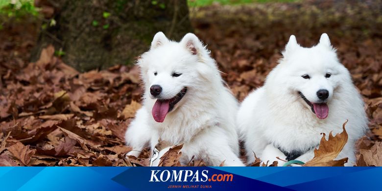 Plus Minus Memelihara Anjing Samoyed, Sudah Tahu?