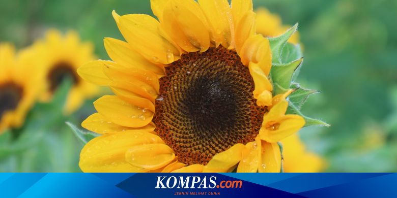 Cara Mudah Menanam dan Merawat Bunga Matahari