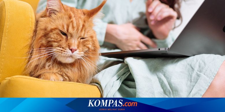 4 Ras Kucing Ini Penyayang, Senang Dipangku dan Dipeluk