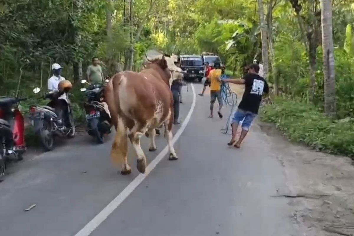Sapi "Hulk" Prabowo Mengamuk saat Diangkut ke Truk, Diduga Kaget dengan ...