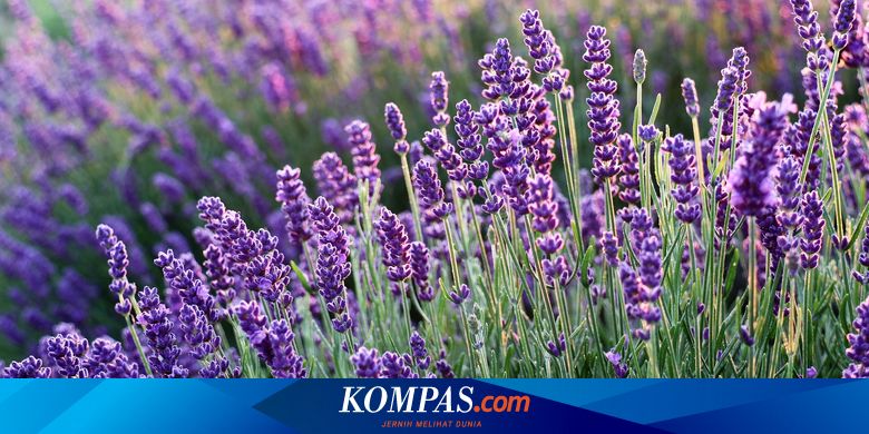 5 Fakta Menarik Lavender, Telah Ada Ribuan Tahun dan Banyak Manfaat