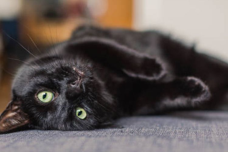 Ras Kucing Bombay, Karakteristik dan Cara Perawatannya