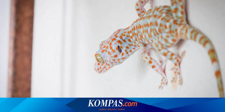 Alasan Cicak dan Tokek bisa Menempel di Dinding