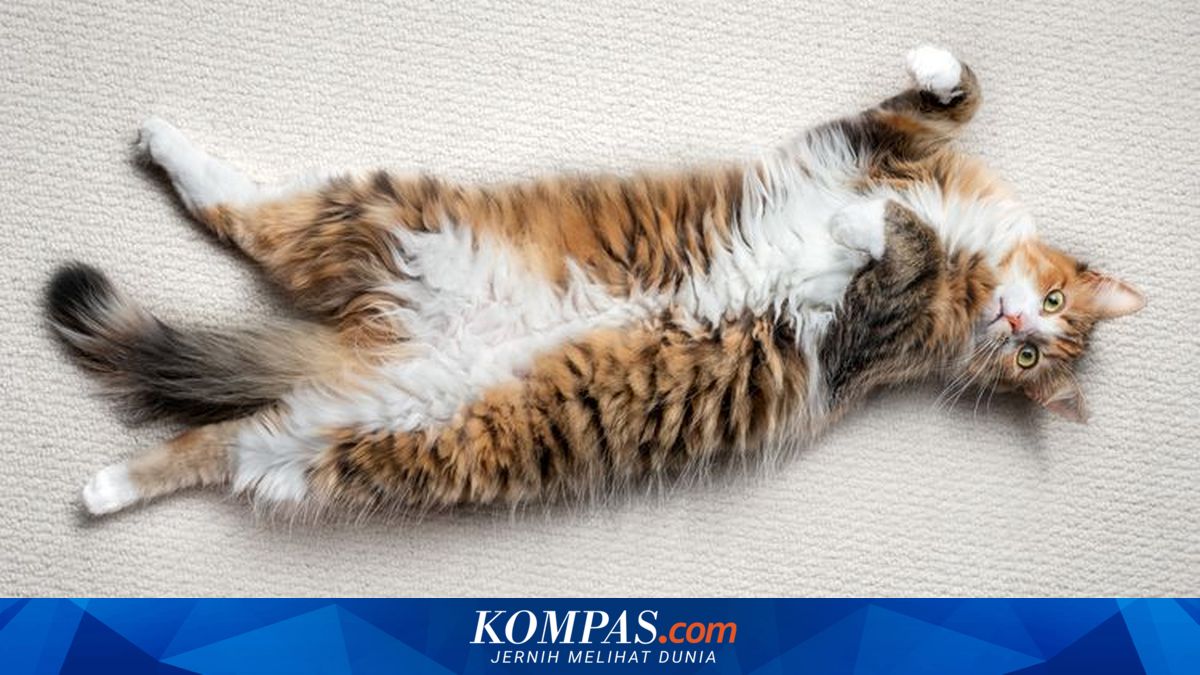 Bukan Gatal, Ini 5 Alasan Kucing Suka Berguling-guling