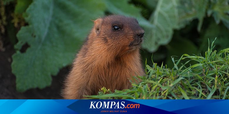 5 Fakta Marmut, Hewan yang Bisa Aktif 20 Jam Sehari