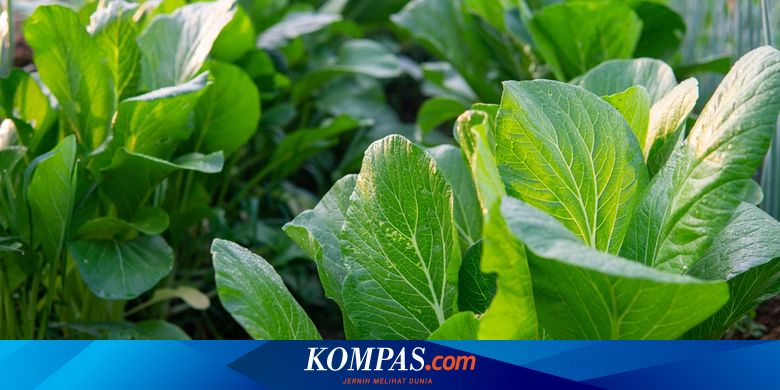 Cara Menanam Caisim di Pekarangan Rumah