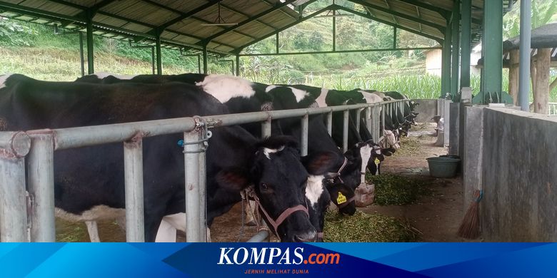 Mengenal Wisata Edukasi Susu Sapi Perah di Kota Batu, Wisatawan Bisa ...