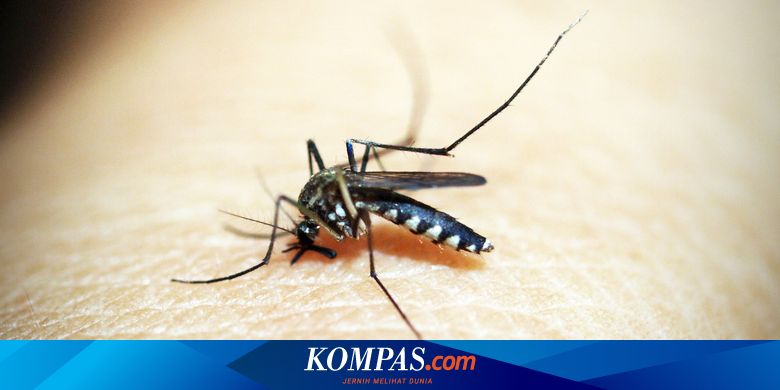Bagaimana Nyamuk Mendeteksi Bau Manusia untuk Digigit?