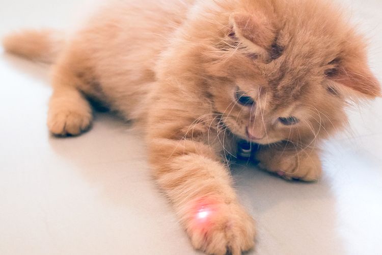 Amankah Mainan Laser Pointer untuk Kucing Peliharaan?