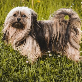 10 Ras Anjing yang Mirip Shih Tzu, Penampilannya Menggemaskan