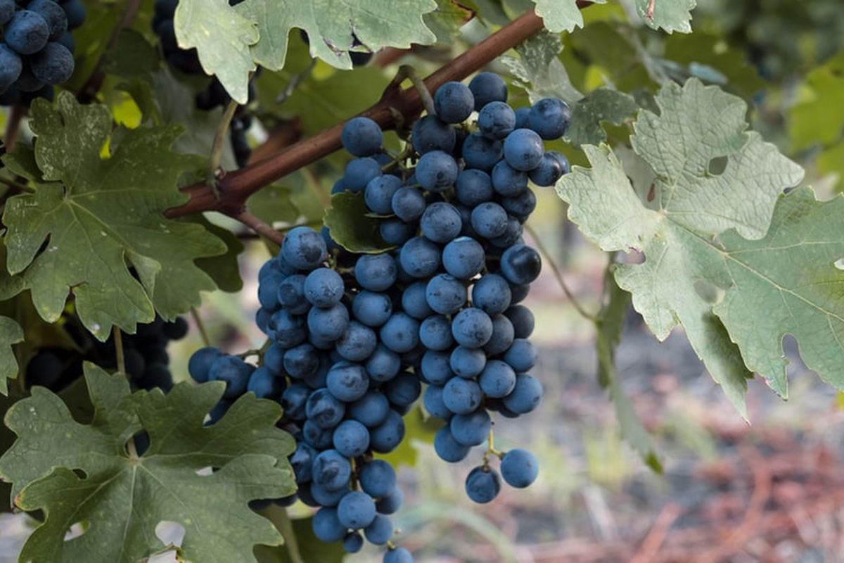 Rasa Anggur Mungkin Berbeda Karena Perubahan Iklim