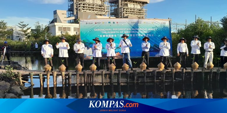 PLTU Jawa 7 Perluas Kawasan Mangrove hingga 19 Hektar