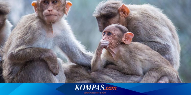 4 Perbedaan Monyet dan Kera, Ukuran hingga Kecerdasan