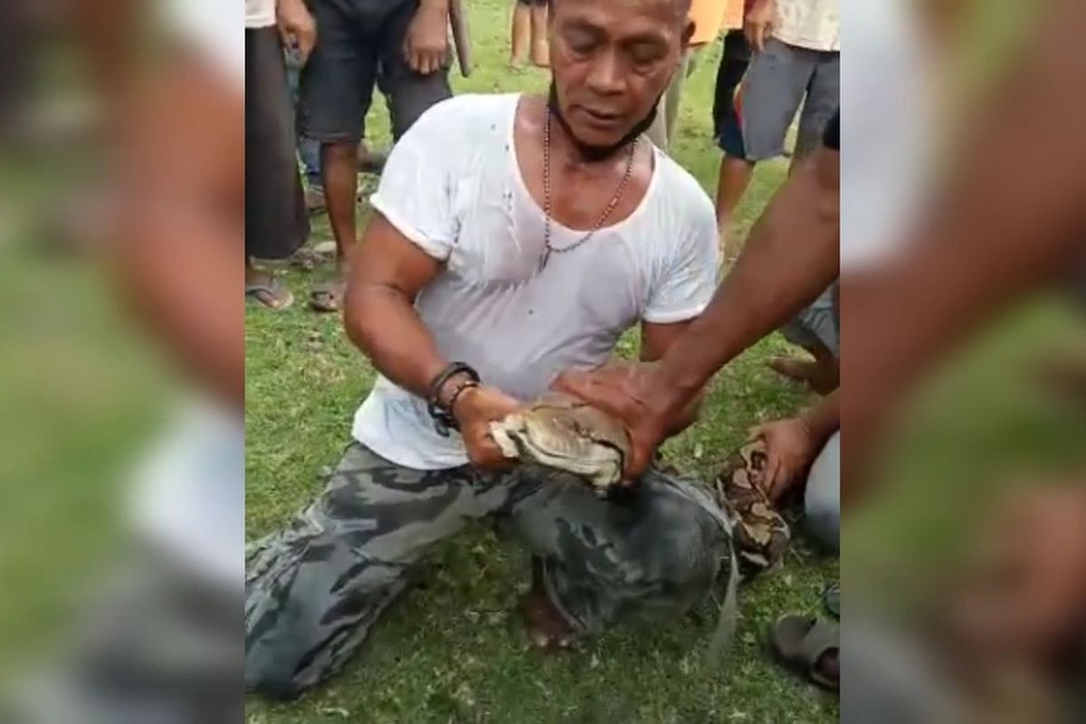 Viral Video Warga Buton Tengah Tangkap Ular Piton Sepanjang 9 Meter dan ... Viral Video Warga Buton Tengah Tangkap Ular Piton Sepanjang 9 Meter dan ...