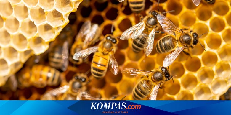 Siklus Hidup Lebah, dari Telur hingga Menjadi Lebah Dewasa