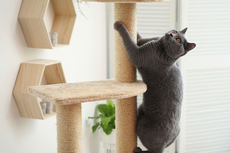 6 Cara Menghentikan Kucing Memanjat di Rumah