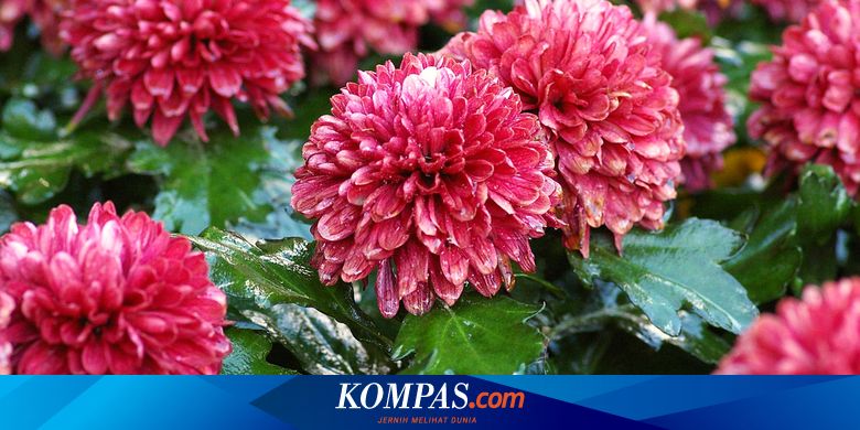 8 Bunga Cantik Ini Tidak Mudah Layu dalam Sebulan
