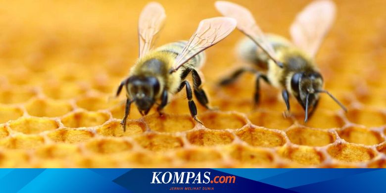 Lebah Madu: Ciri-ciri, Habitat, dan Makanan